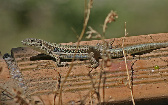 Cretan Wall Lizard ( Podarcis cretensis )