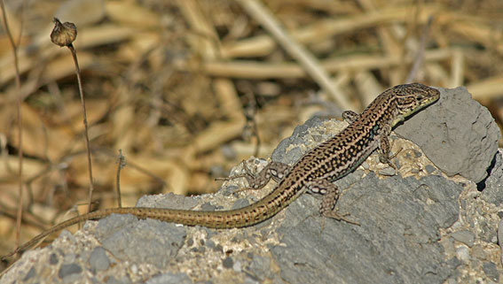 Cretan Wall Lizard ( Podarcis cretensis )