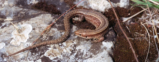 Levendbarende hagedis | Hyla